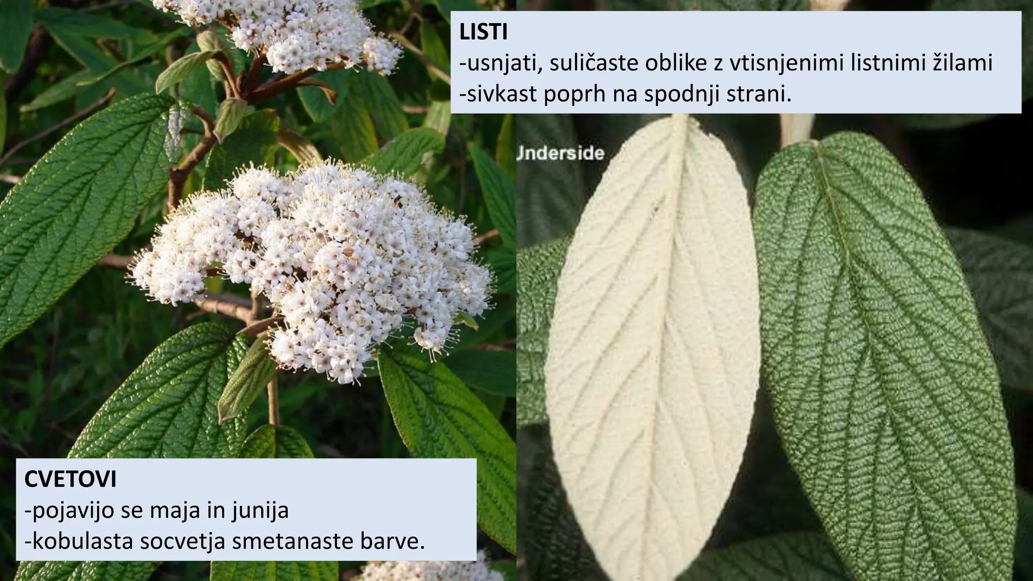 Brogovita - powerpoint (opis rastline).pptx