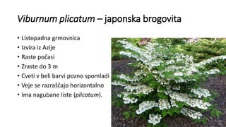 Brogovita - powerpoint (opis rastline).pptx
