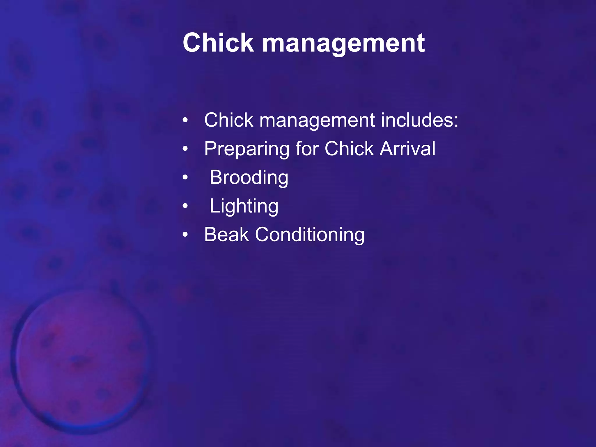 Broiler breeder management | PPTX