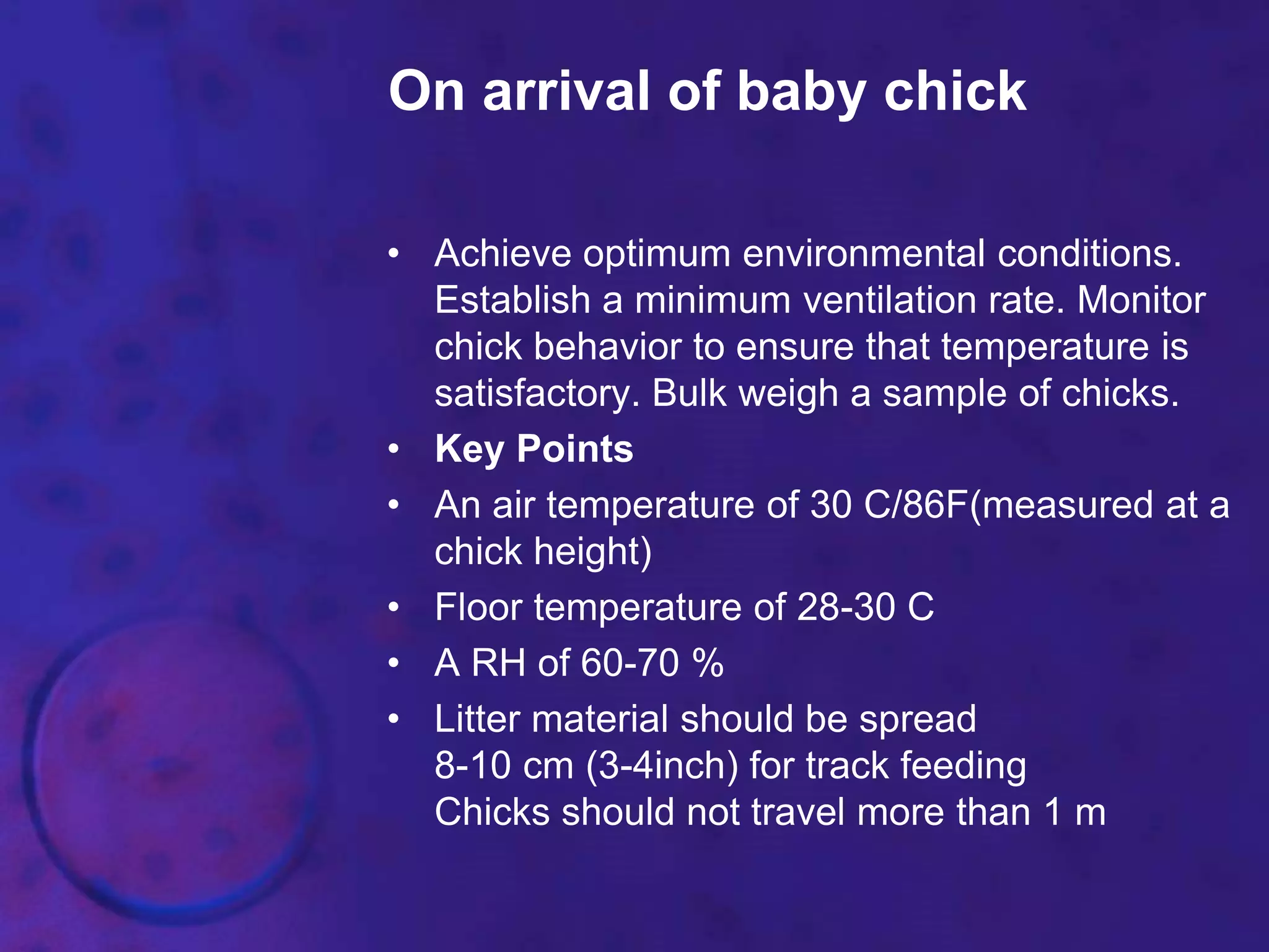 Broiler breeder management | PPTX