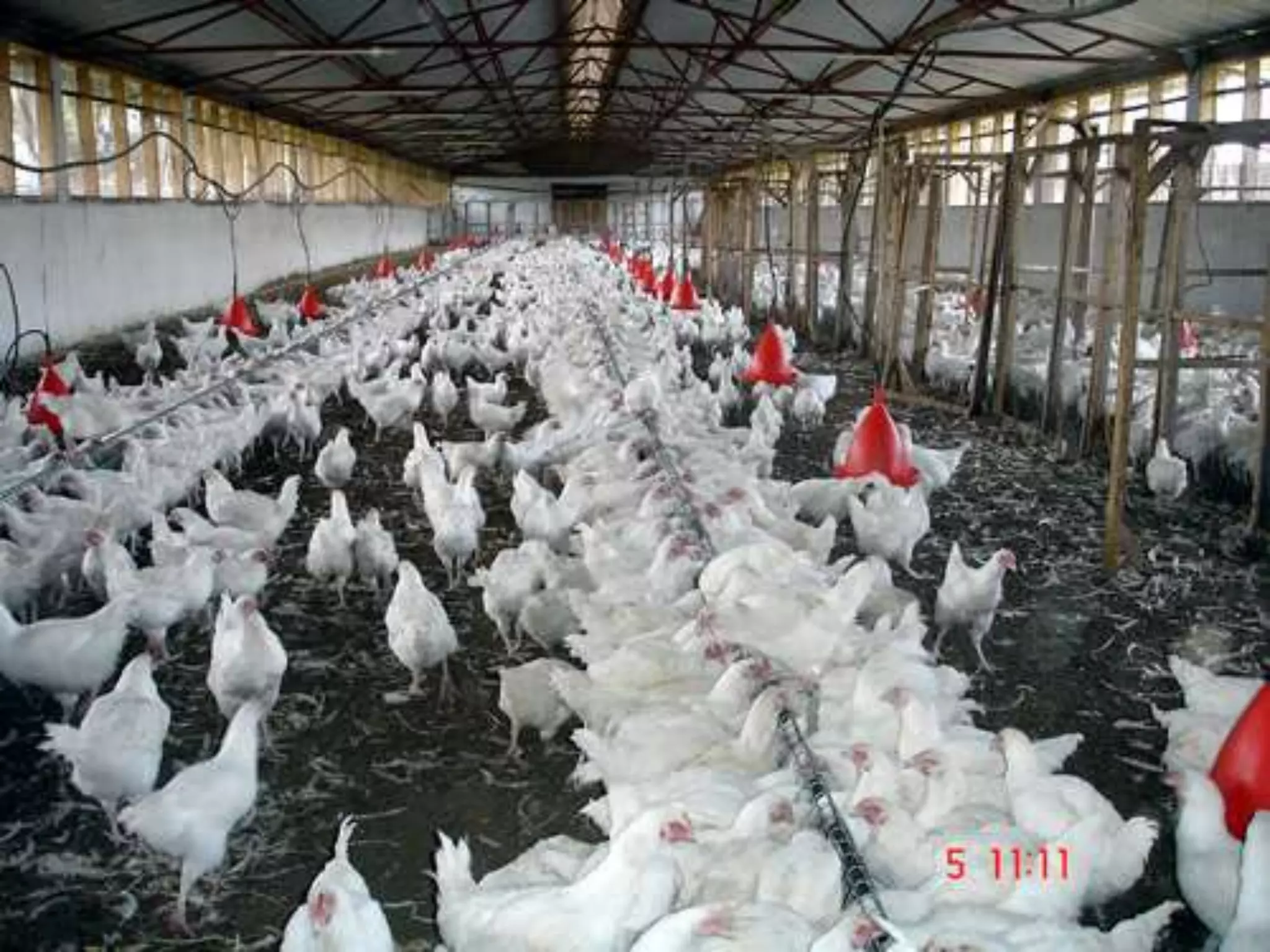 Broiler breeder management | PPTX