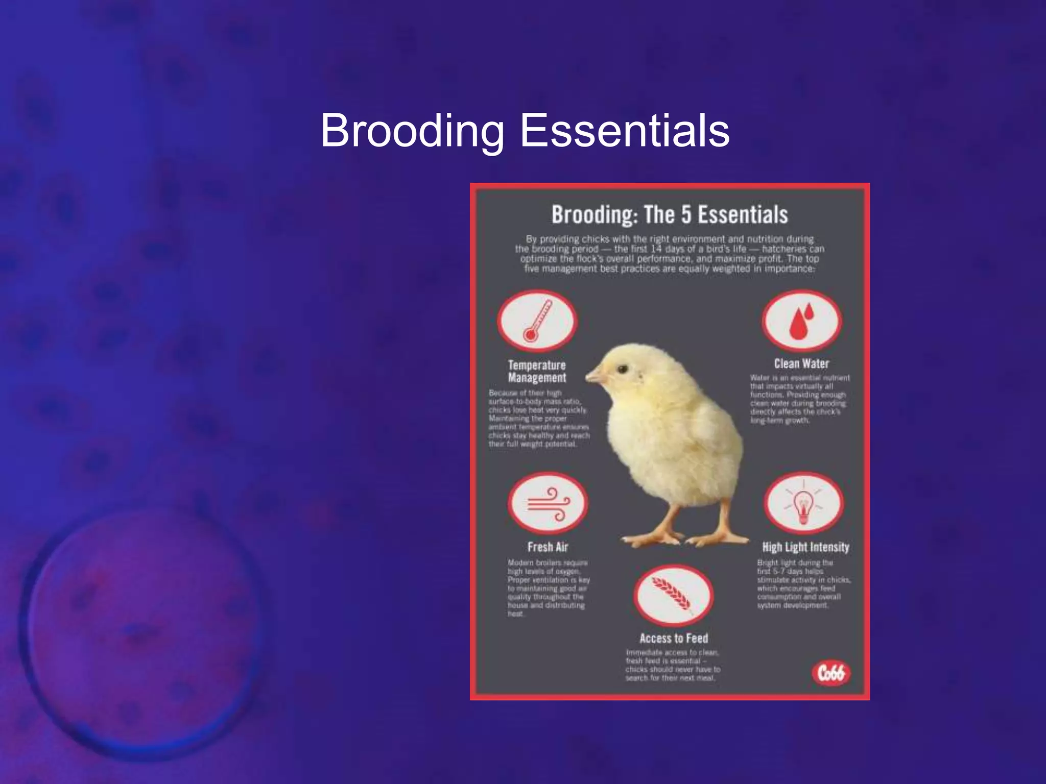 Broiler breeder management | PPTX