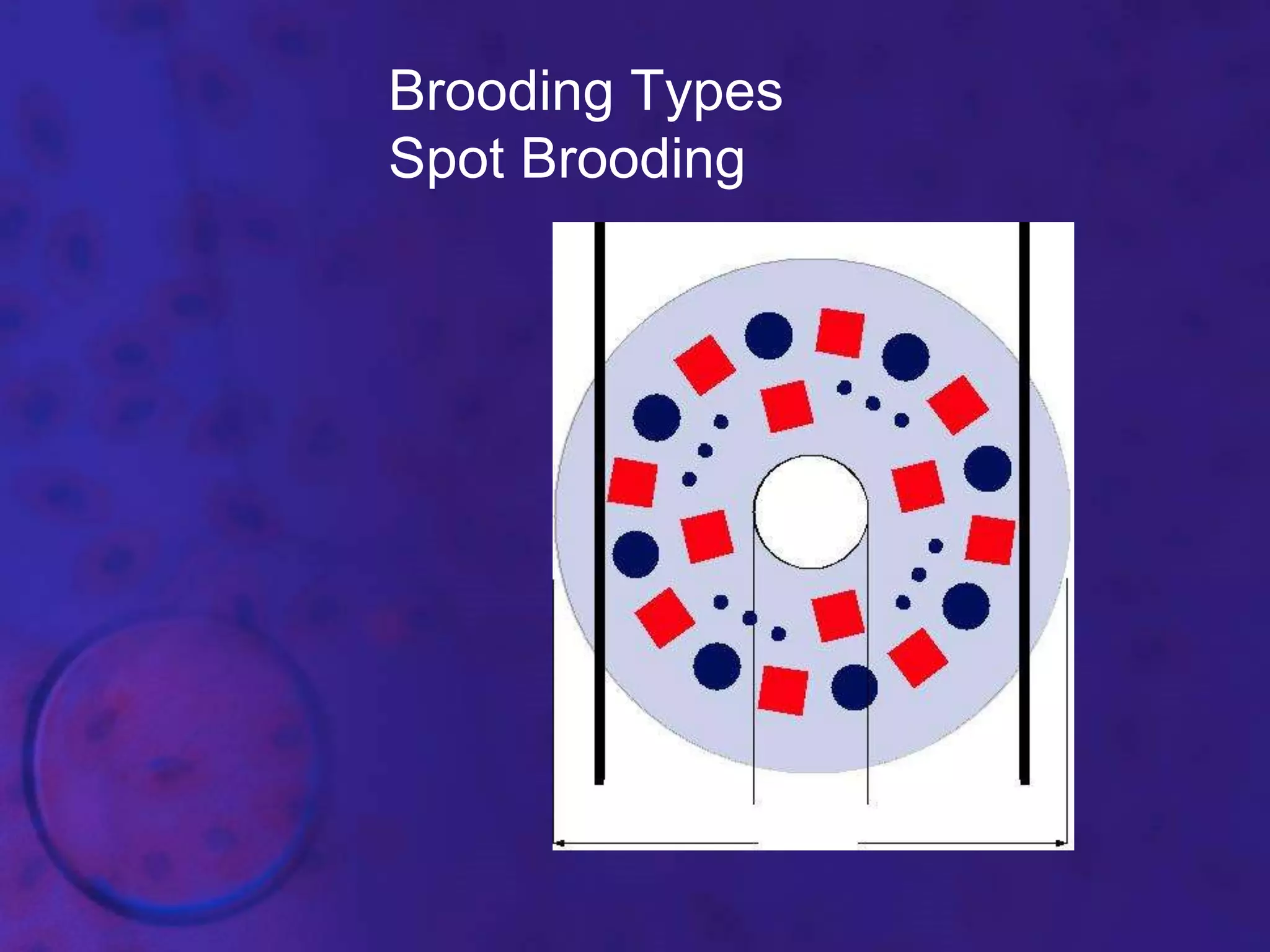 Broiler breeder management | PPTX