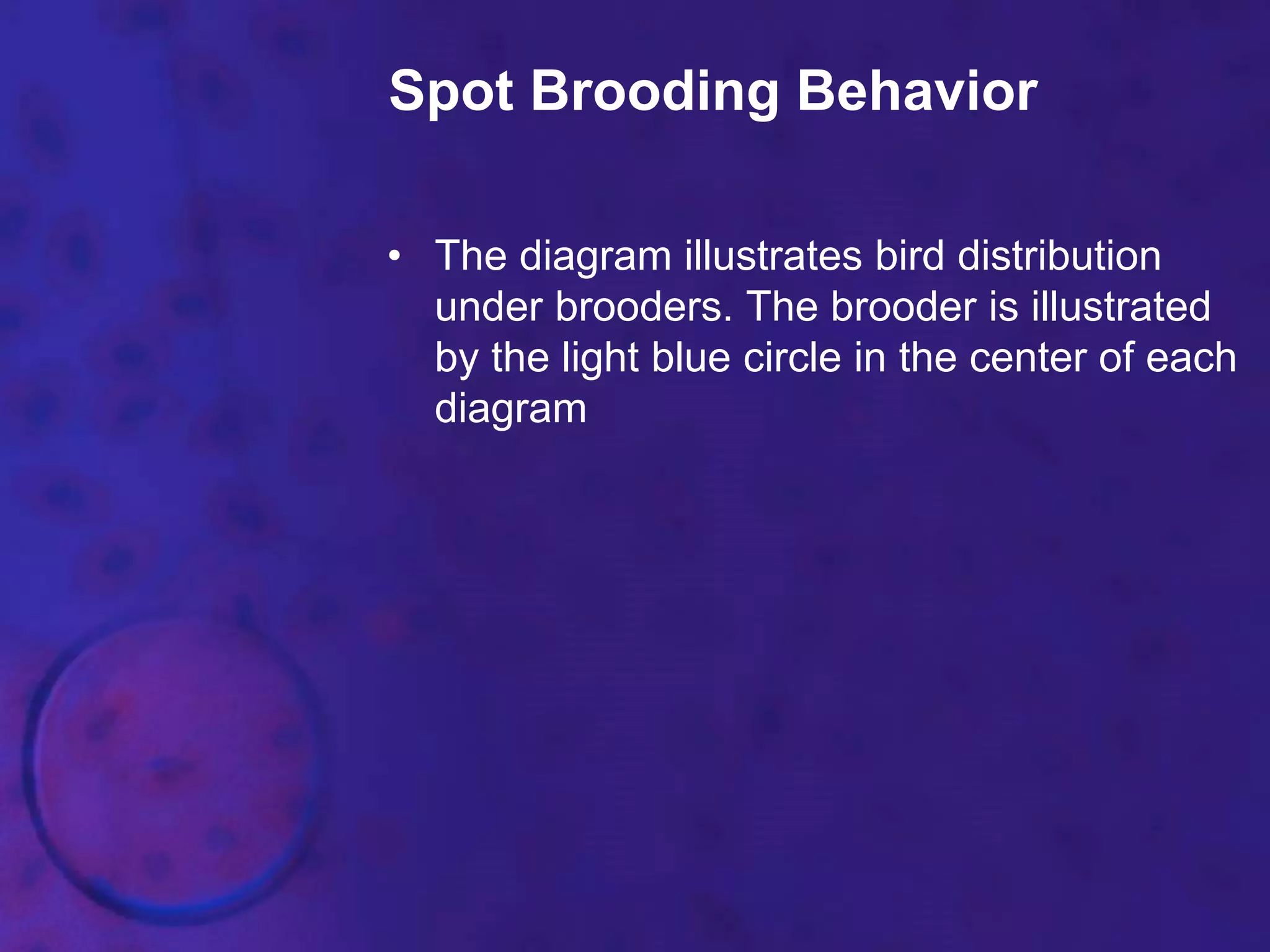 Broiler breeder management | PPTX