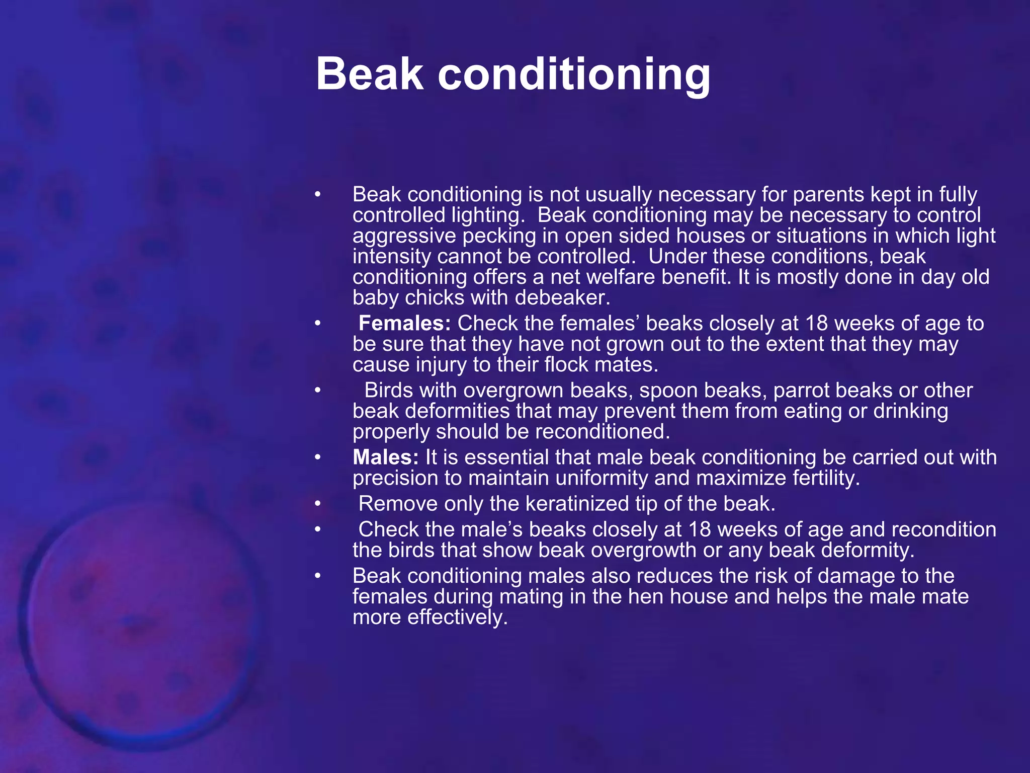 Broiler breeder management | PPTX