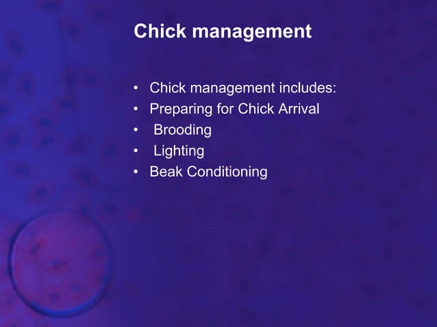 Broiler breeder management | PPTX