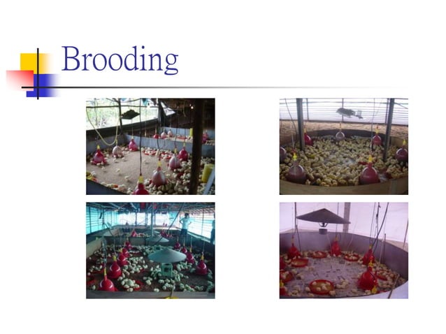 broiler-management-for-indo09-10-2006.ppt