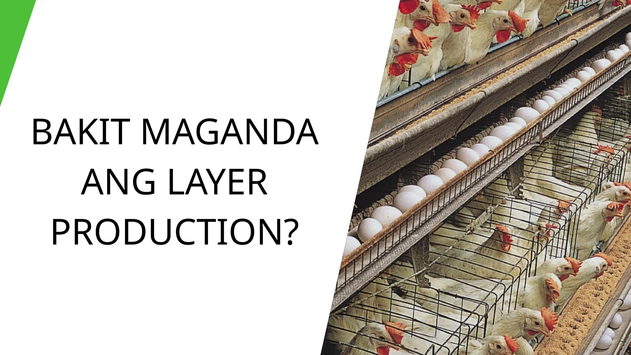BROILER AND LAYER PRODUCTION - A tagalog presentation on broiler and ...