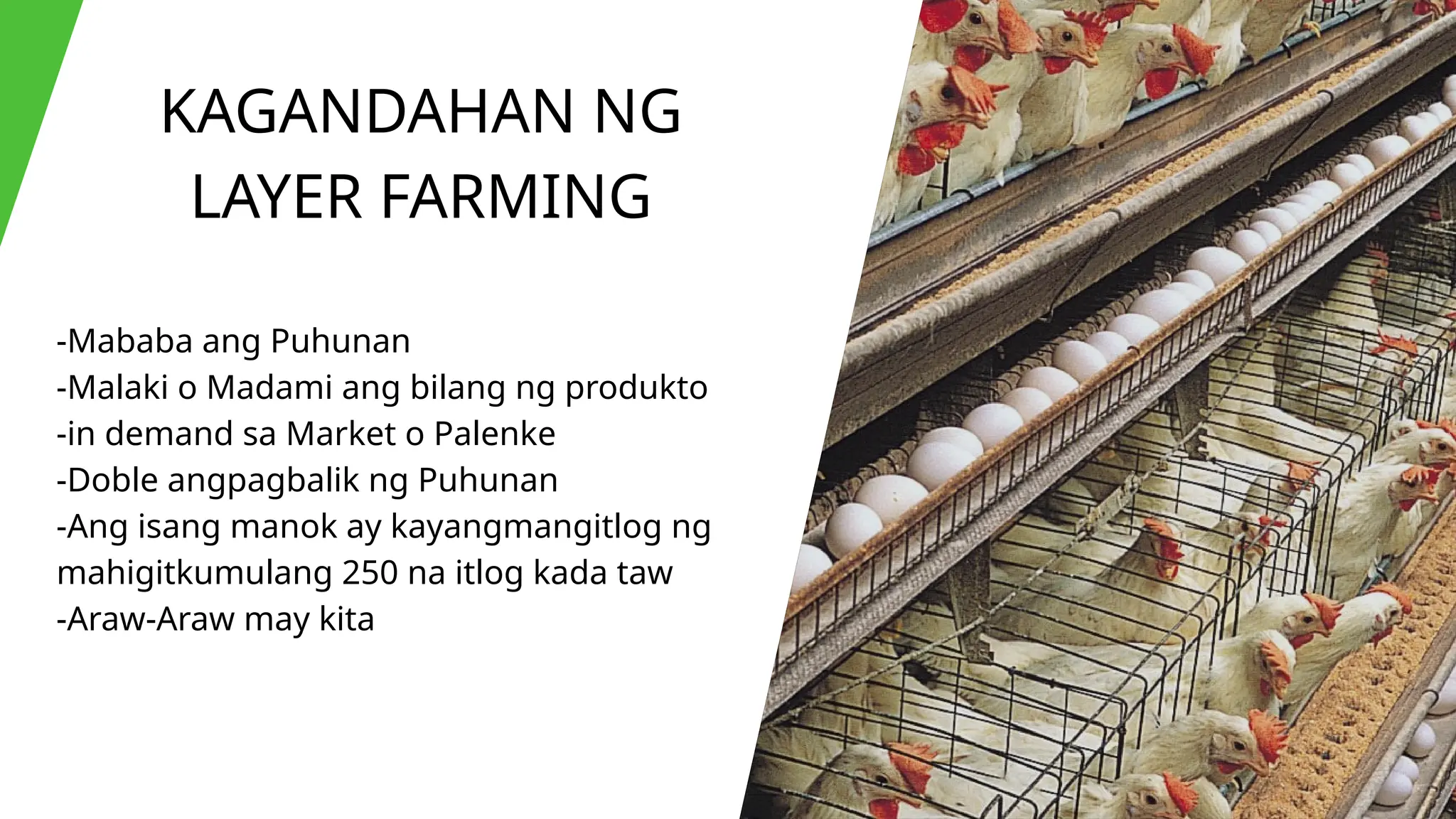 BROILER AND LAYER PRODUCTION - A tagalog presentation on broiler and ...
