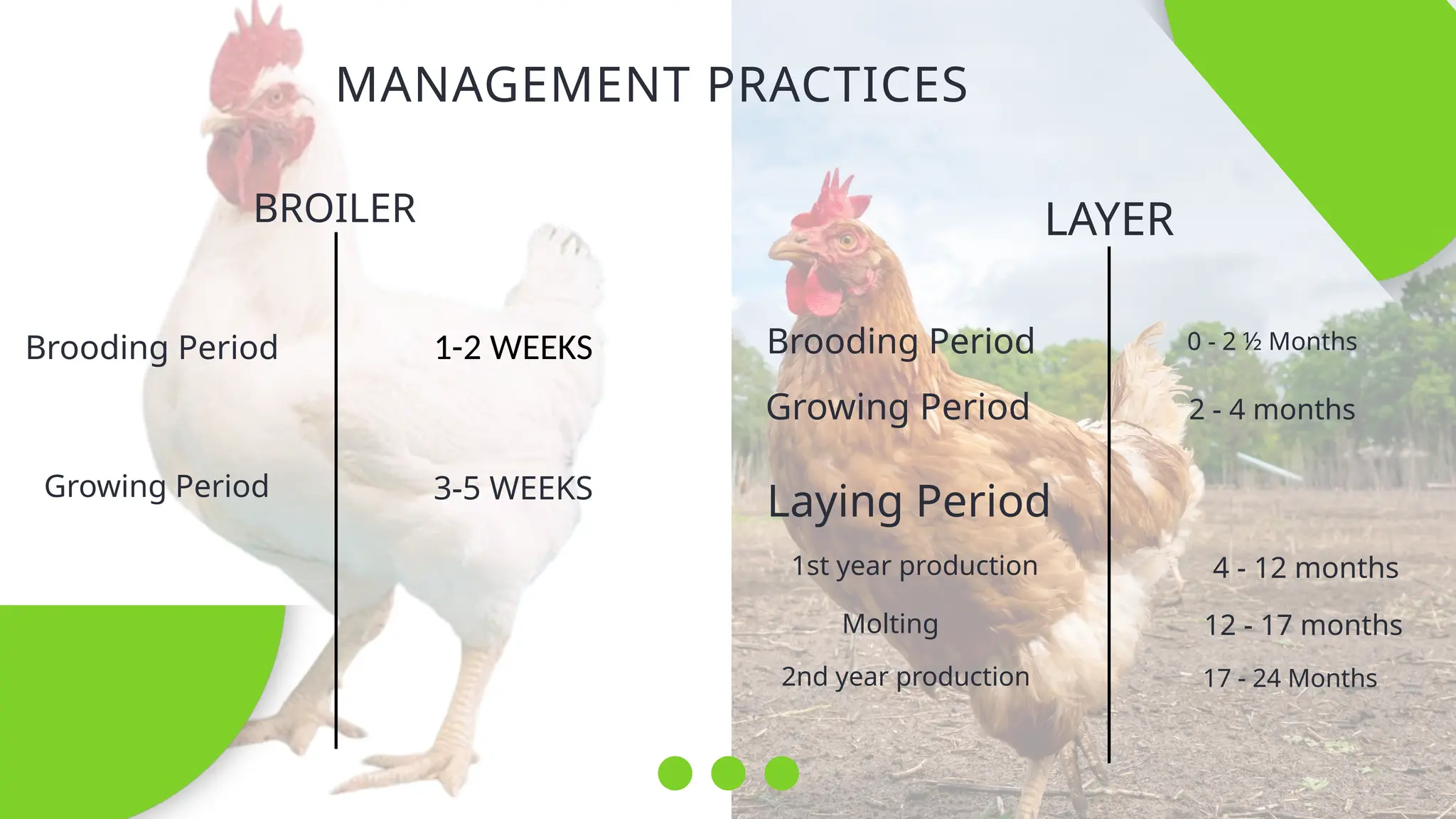 BROILER AND LAYER PRODUCTION - A tagalog presentation on broiler and ...