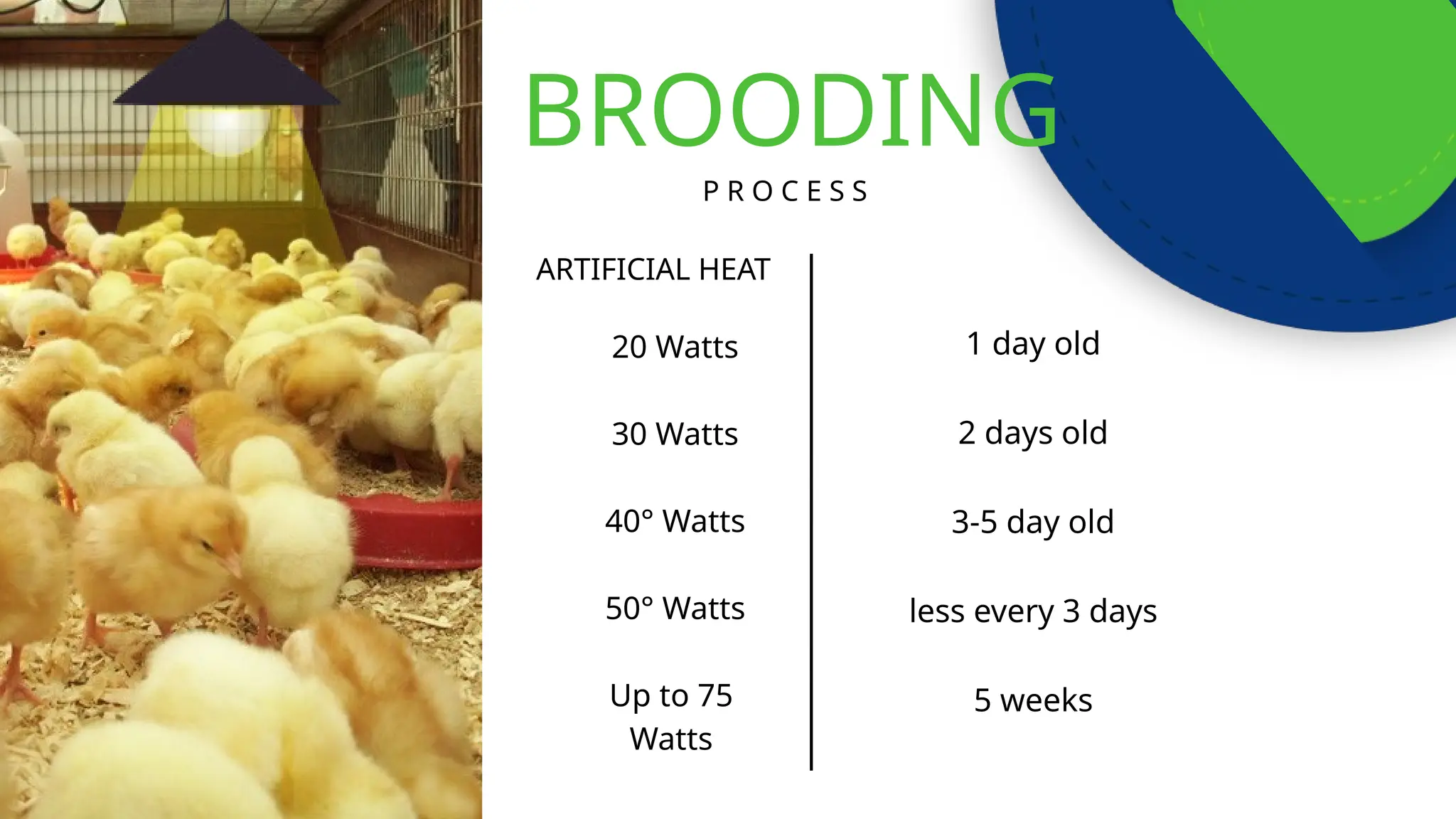 BROILER AND LAYER PRODUCTION - A tagalog presentation on broiler and ...