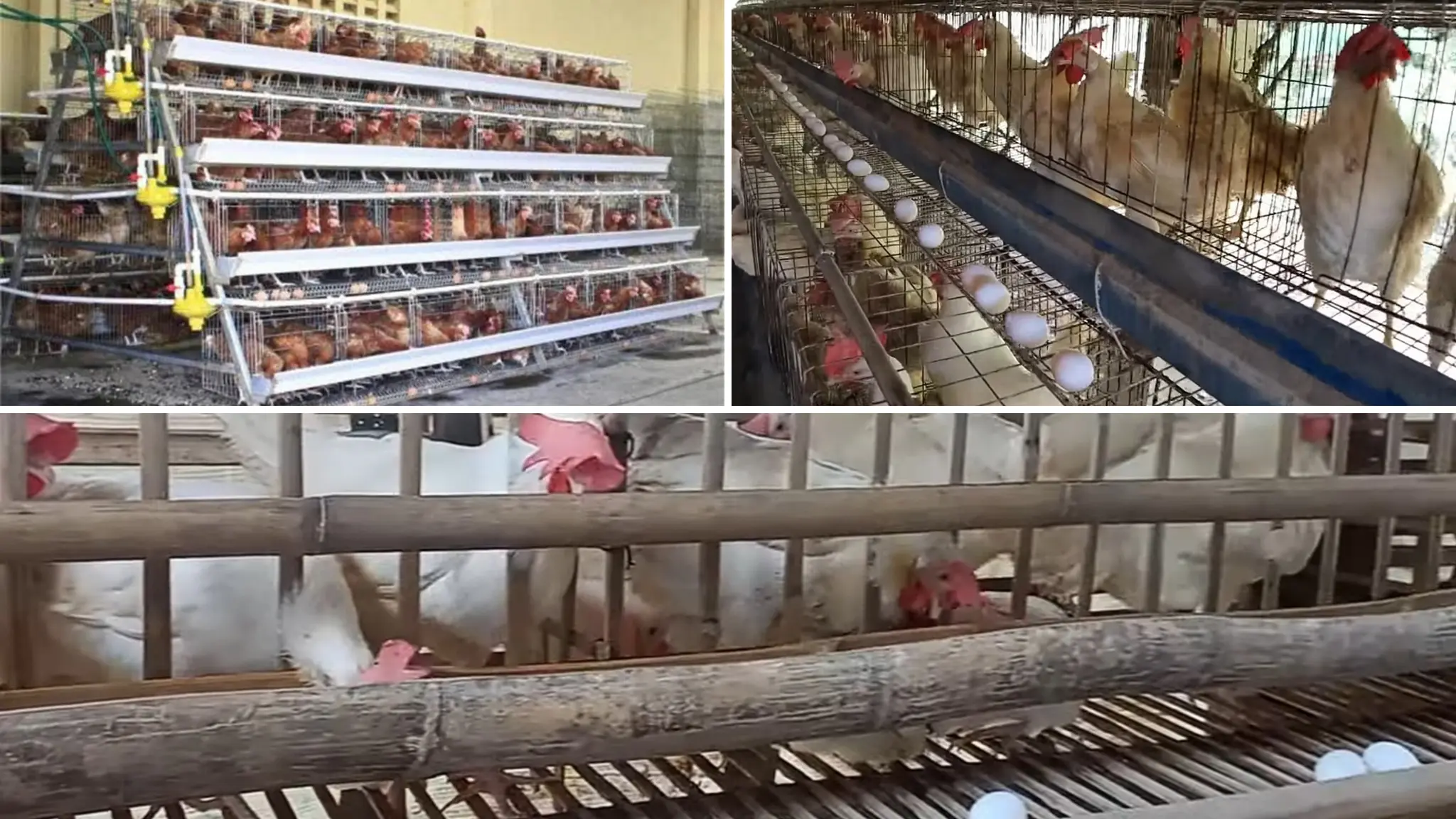 BROILER AND LAYER PRODUCTION - A tagalog presentation on broiler and ...