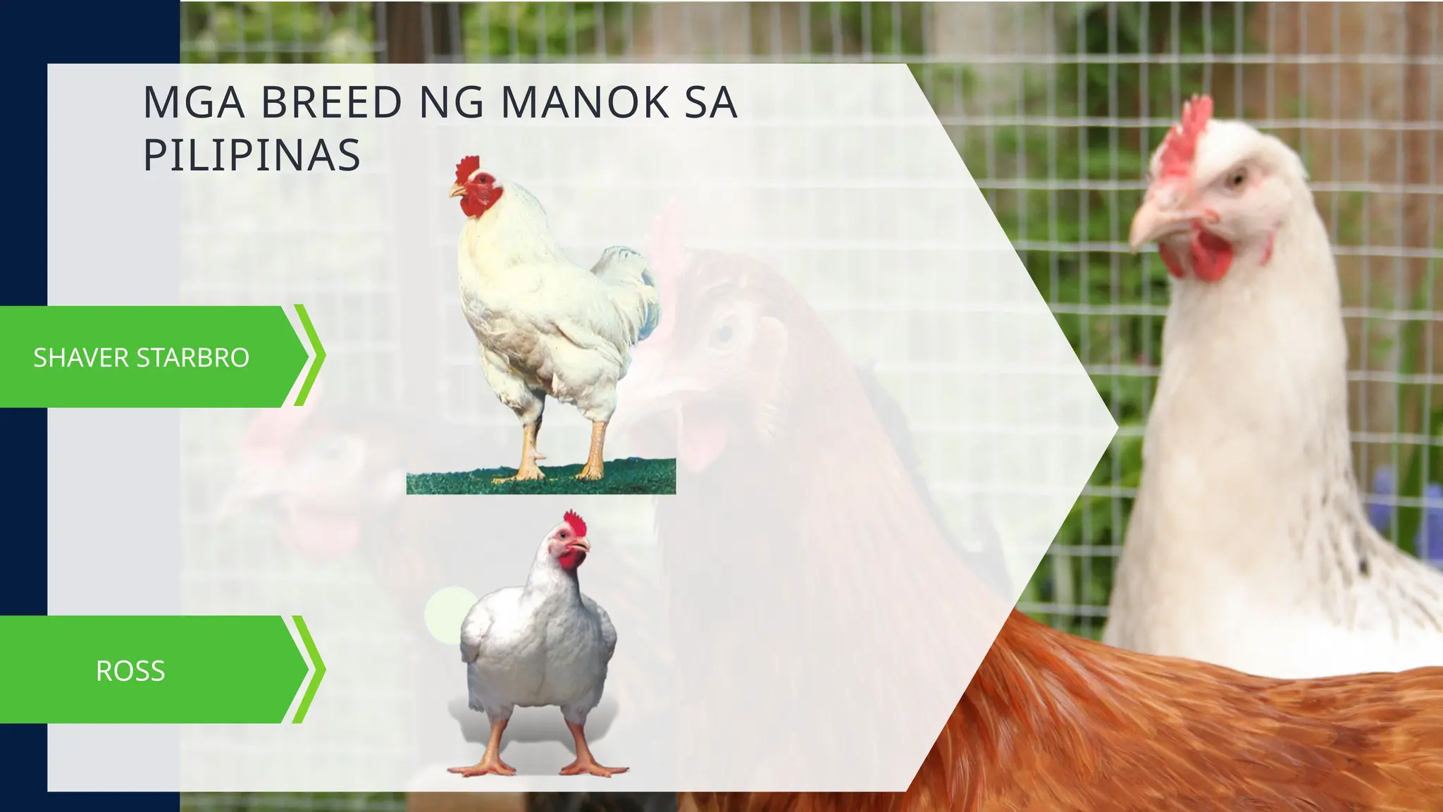 BROILER AND LAYER PRODUCTION - A tagalog presentation on broiler and ...