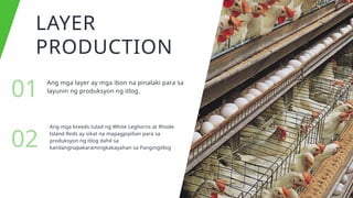 BROILER AND LAYER PRODUCTION - A tagalog presentation on broiler and ...