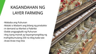 BROILER AND LAYER PRODUCTION - A tagalog presentation on broiler and ...
