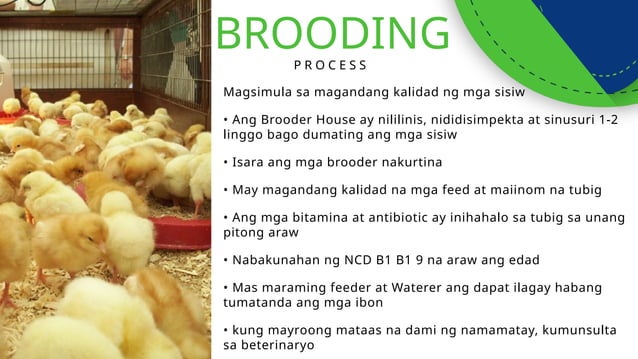 BROILER AND LAYER PRODUCTION - A tagalog presentation on broiler and ...