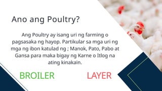 BROILER AND LAYER PRODUCTION - A tagalog presentation on broiler and ...
