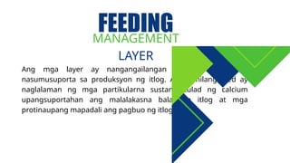 BROILER AND LAYER PRODUCTION - A tagalog presentation on broiler and ...