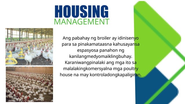 BROILER AND LAYER PRODUCTION - A tagalog presentation on broiler and ...