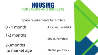 BROILER AND LAYER PRODUCTION - A tagalog presentation on broiler and ...