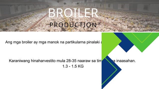 BROILER AND LAYER PRODUCTION - A tagalog presentation on broiler and ...