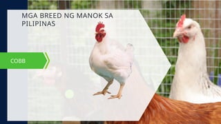 BROILER AND LAYER PRODUCTION - A tagalog presentation on broiler and ...