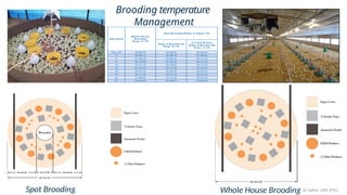 Broiler breeder brooding management.pptx