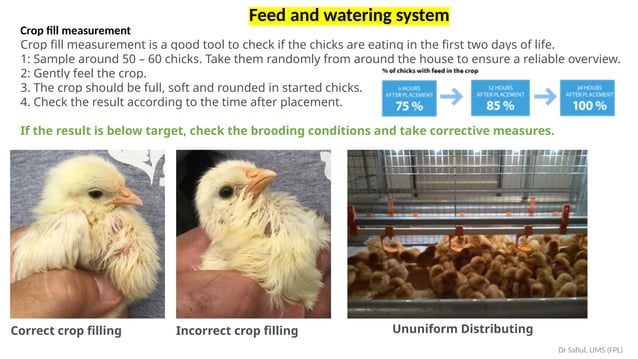 Broiler breeder brooding management.pptx