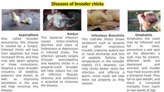 Broiler breeder brooding management.pptx