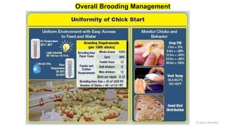 Broiler breeder brooding management.pptx