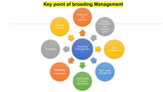 Broiler breeder brooding management.pptx