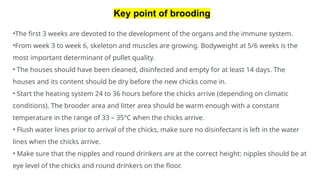 Broiler breeder brooding management.pptx