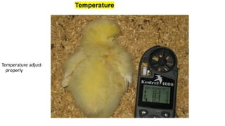 Broiler breeder brooding management.pptx