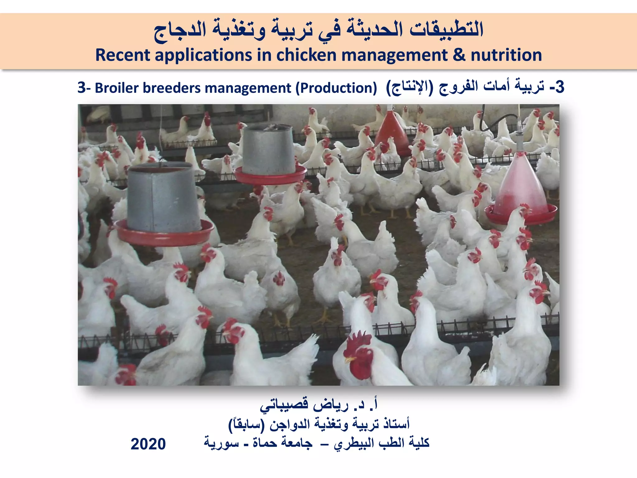 3- Broiler breeders management (production) (تربية أمات الفروج (الإنتاج | PDF