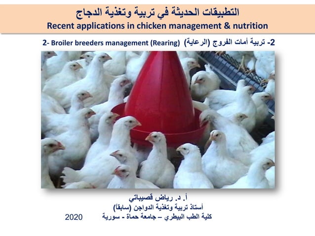 2- Broiler breeders management (rearing) (تربية أمات الفروج (الرعاية | PDF