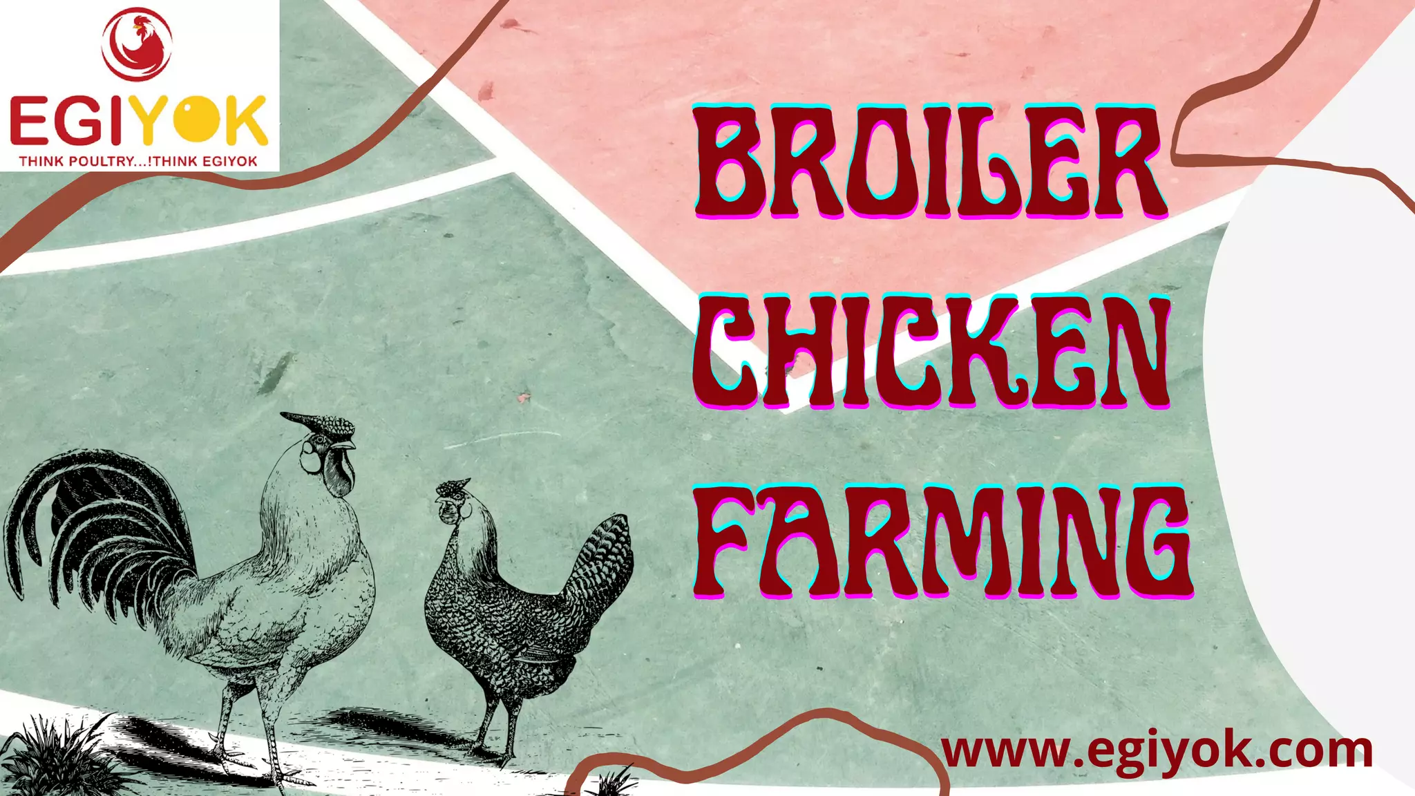 Broiler chicken farming | PDF