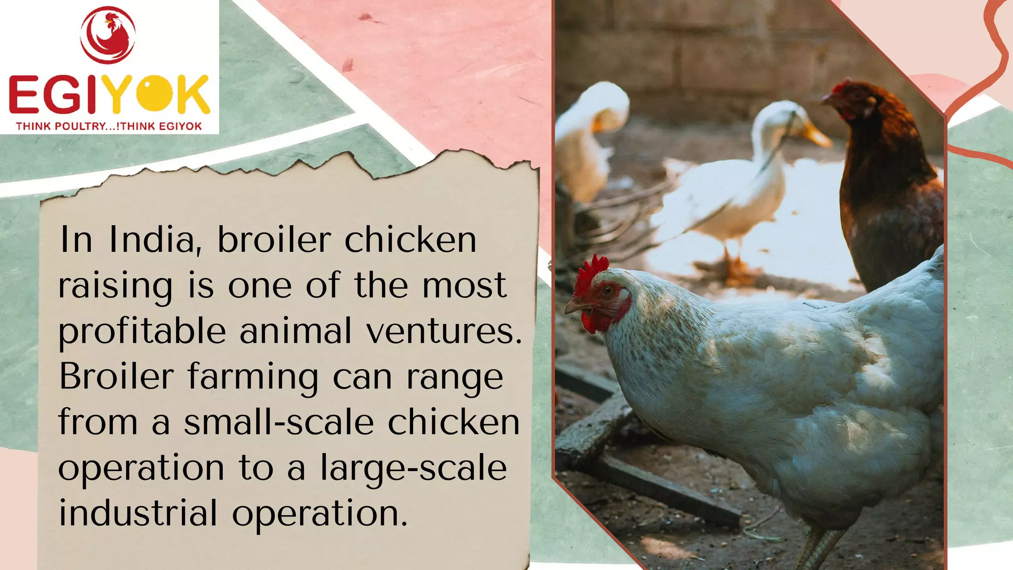 Broiler chicken farming | PDF