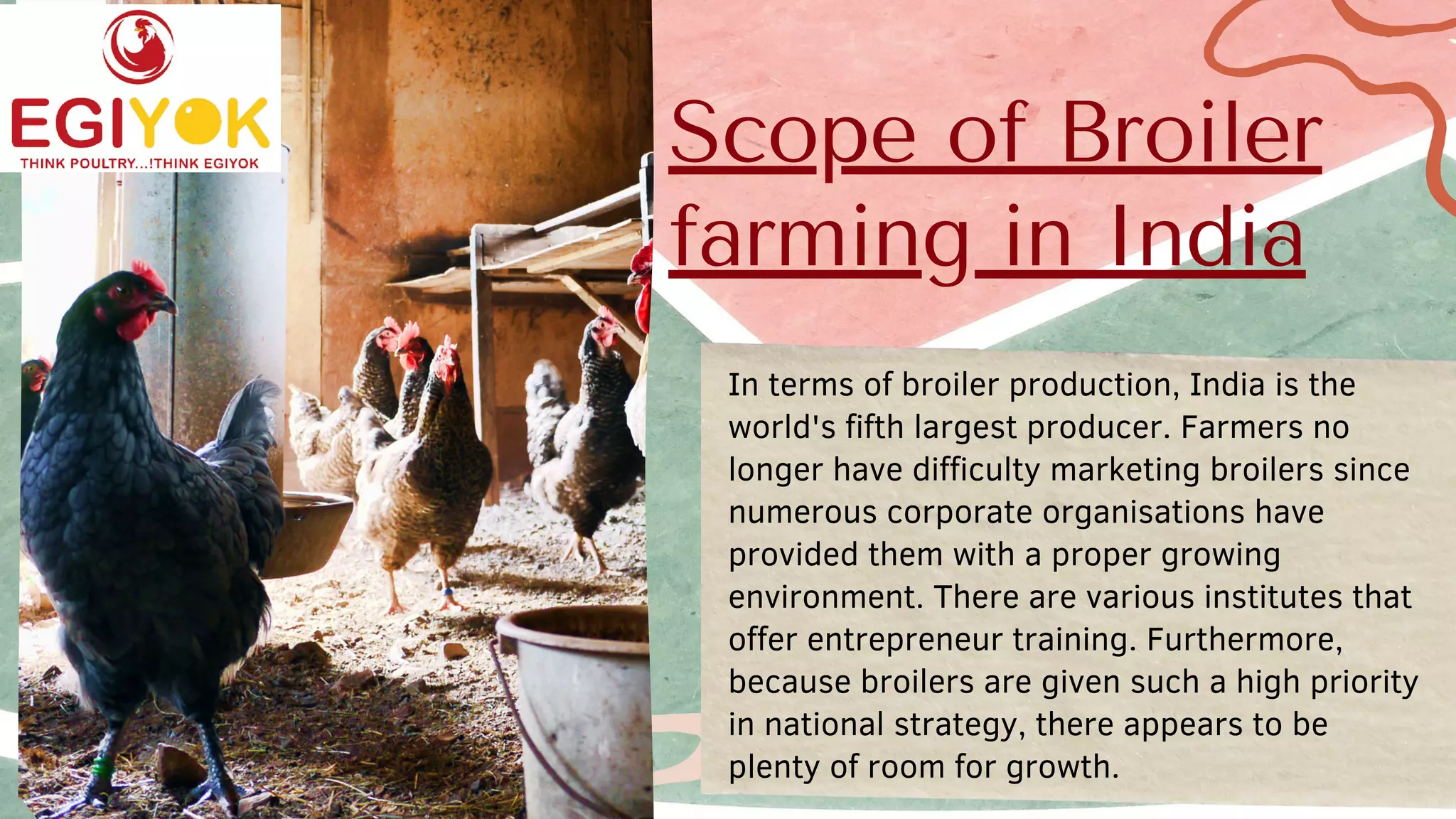 Broiler chicken farming | PDF