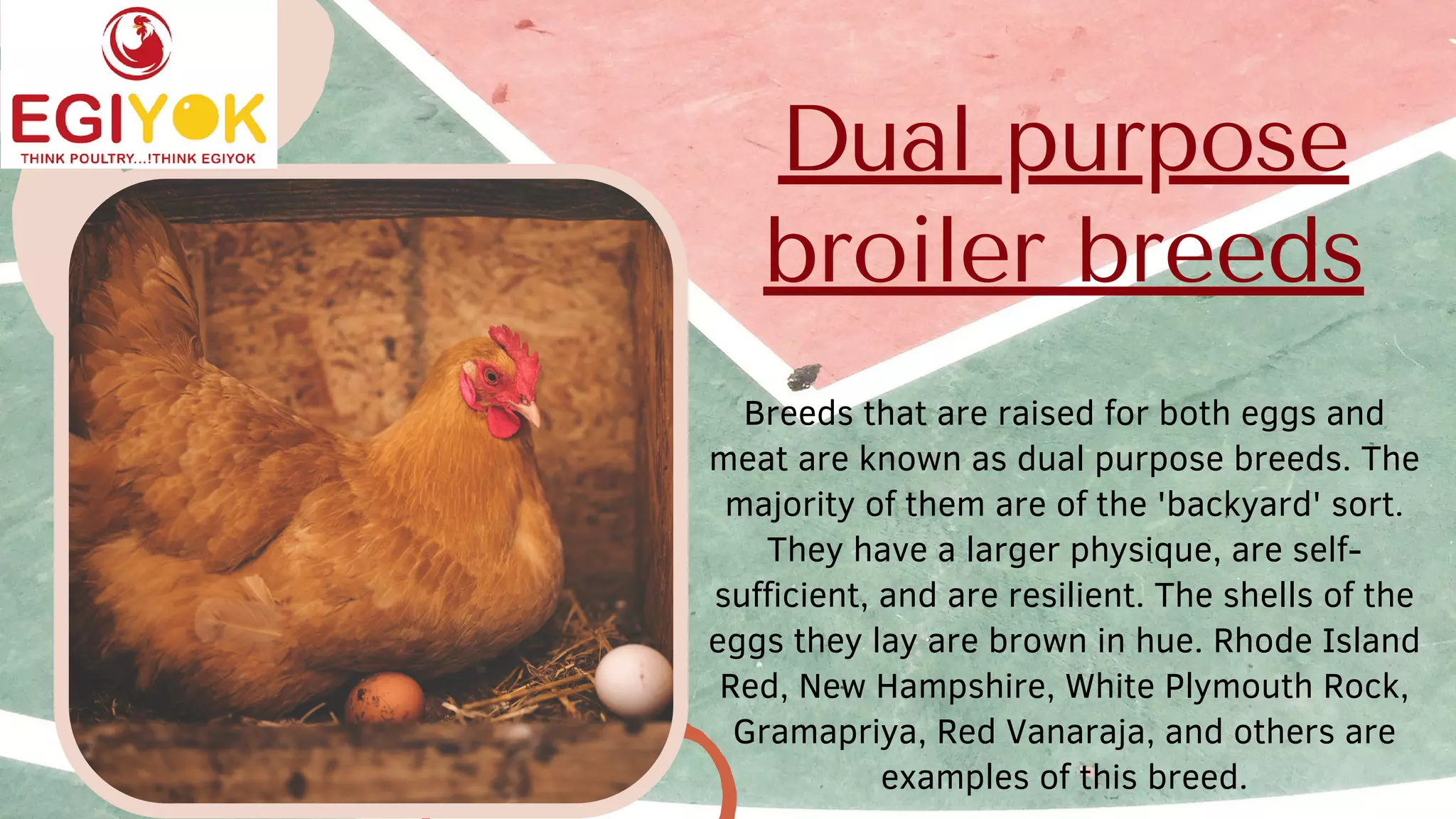 Broiler chicken farming | PDF
