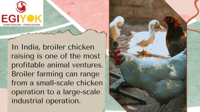 Broiler chicken farming | PDF