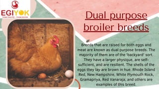 Broiler chicken farming | PDF