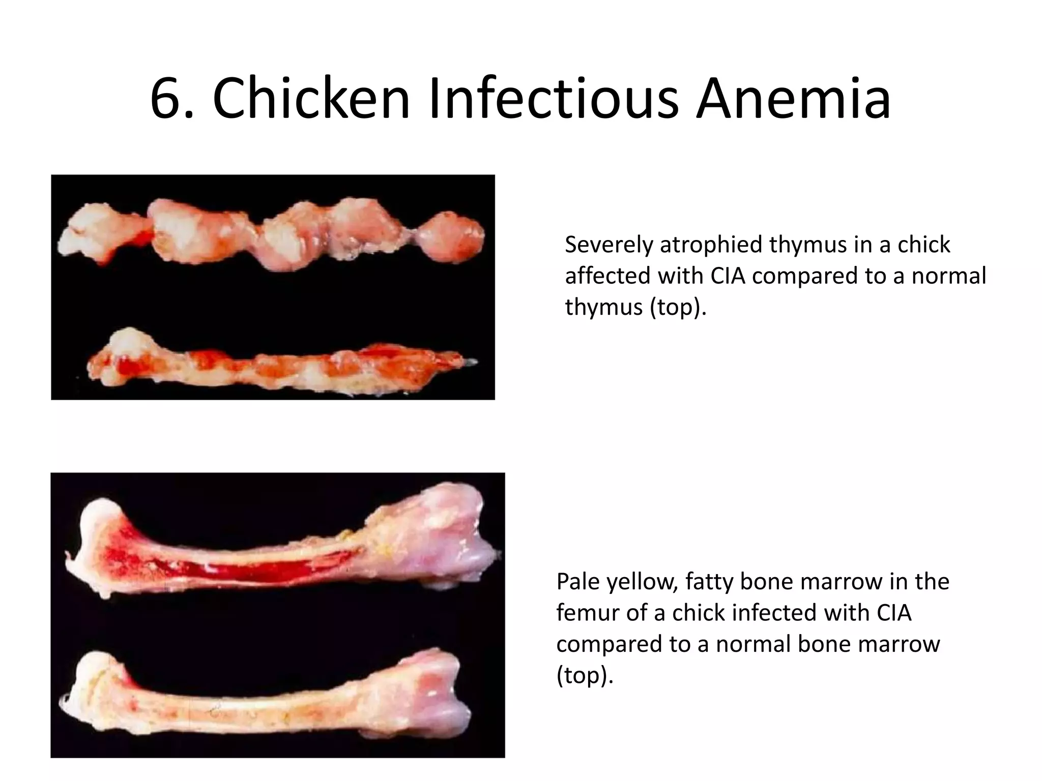 BroilerDiseases.pptx