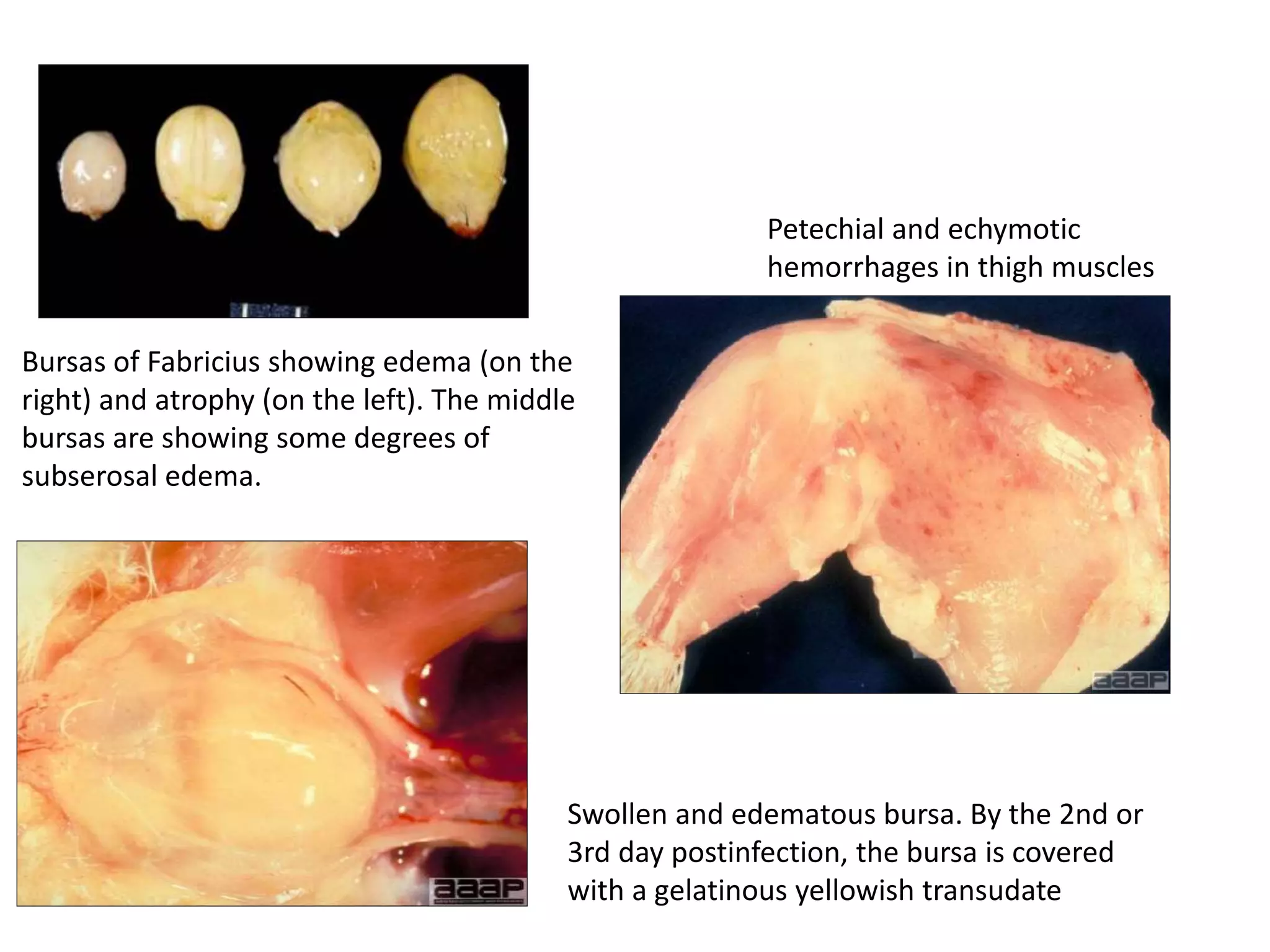BroilerDiseases.pptx