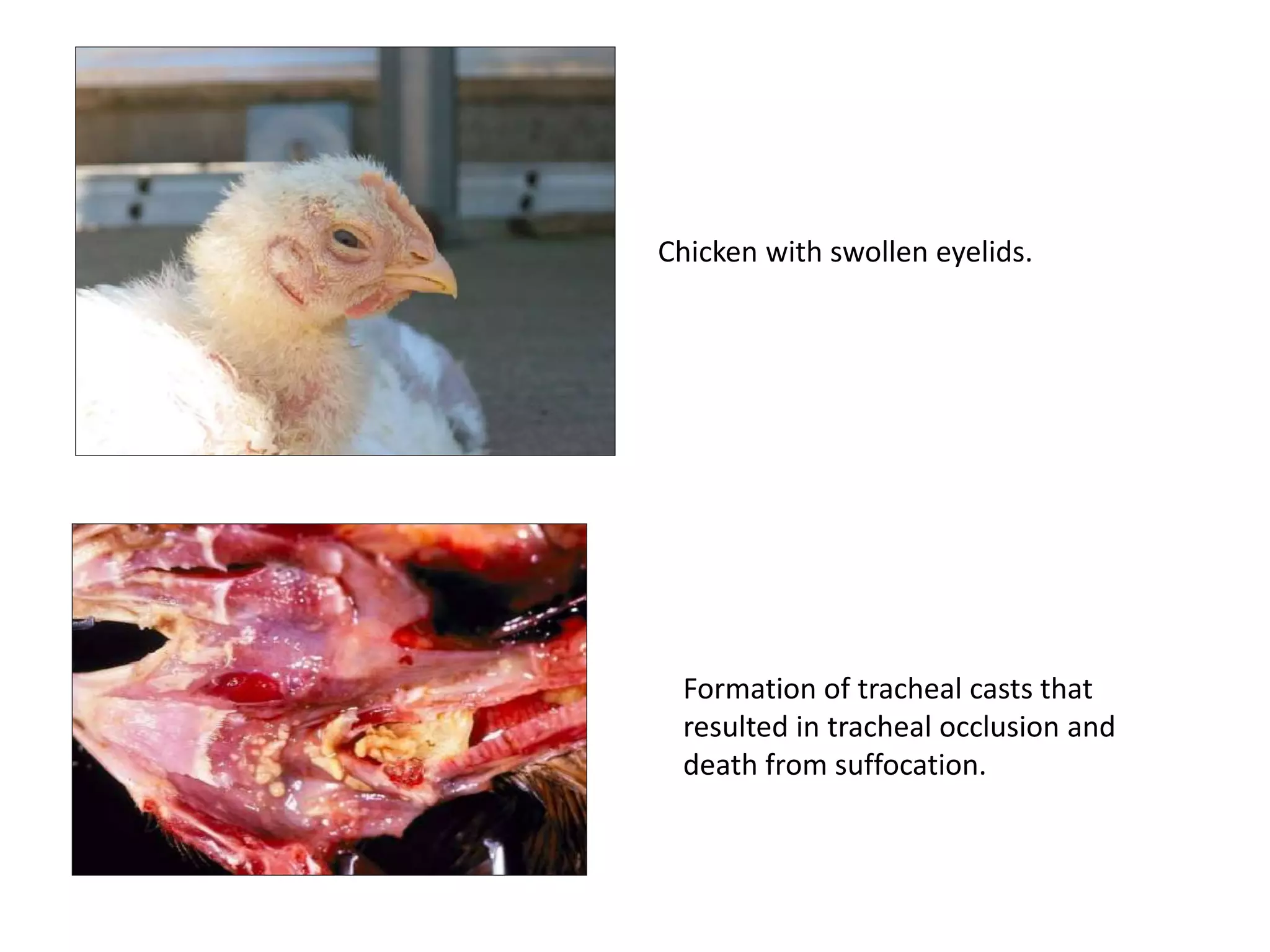 BroilerDiseases.pptx