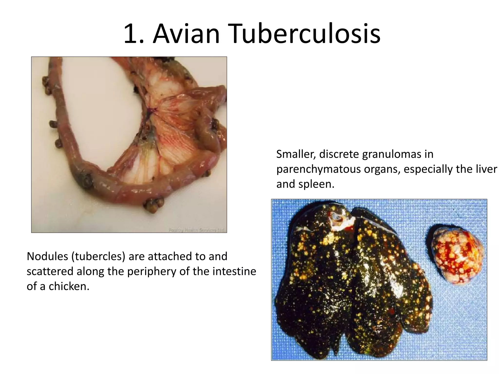 BroilerDiseases.pptx