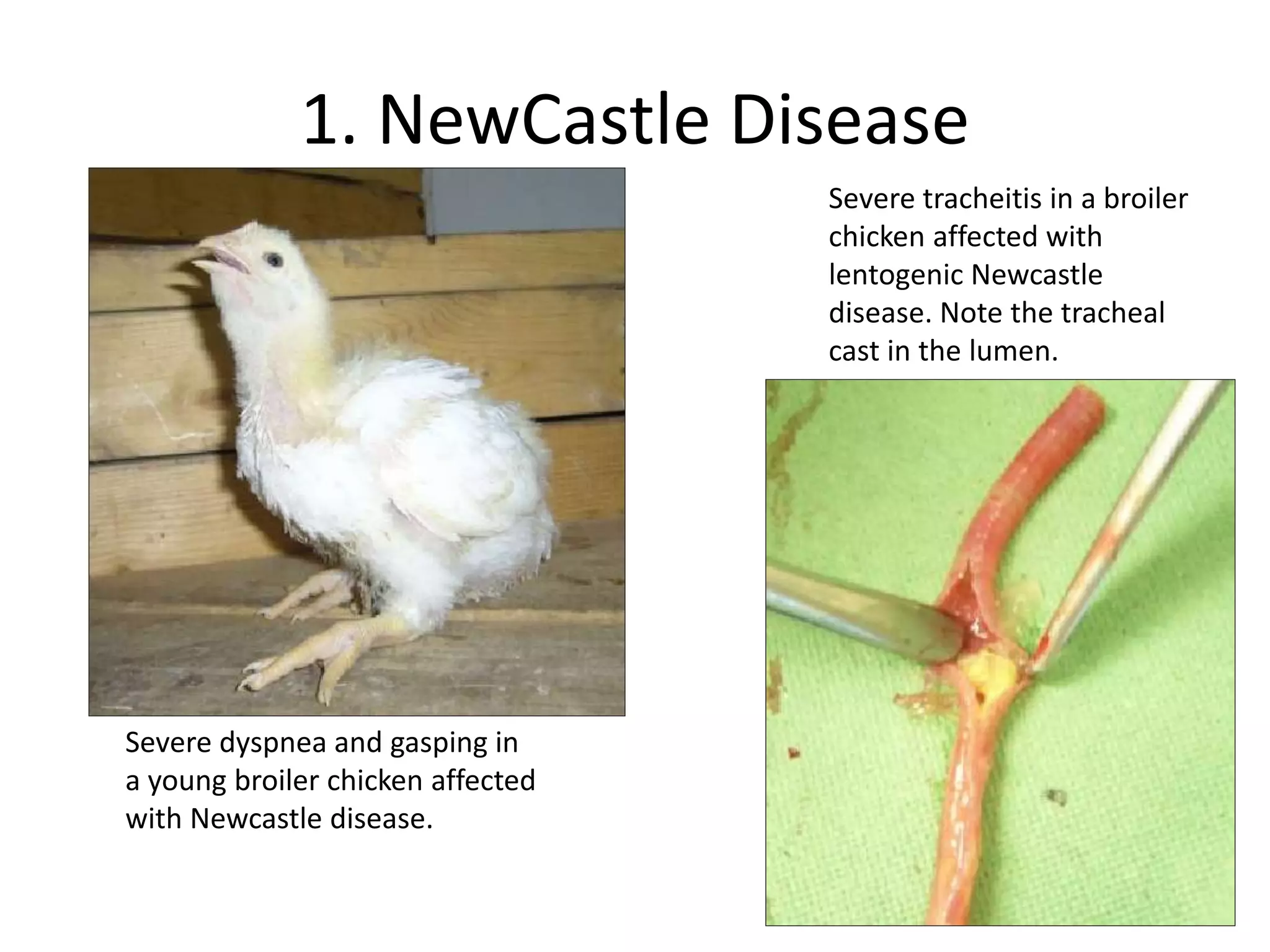 BroilerDiseases.pptx