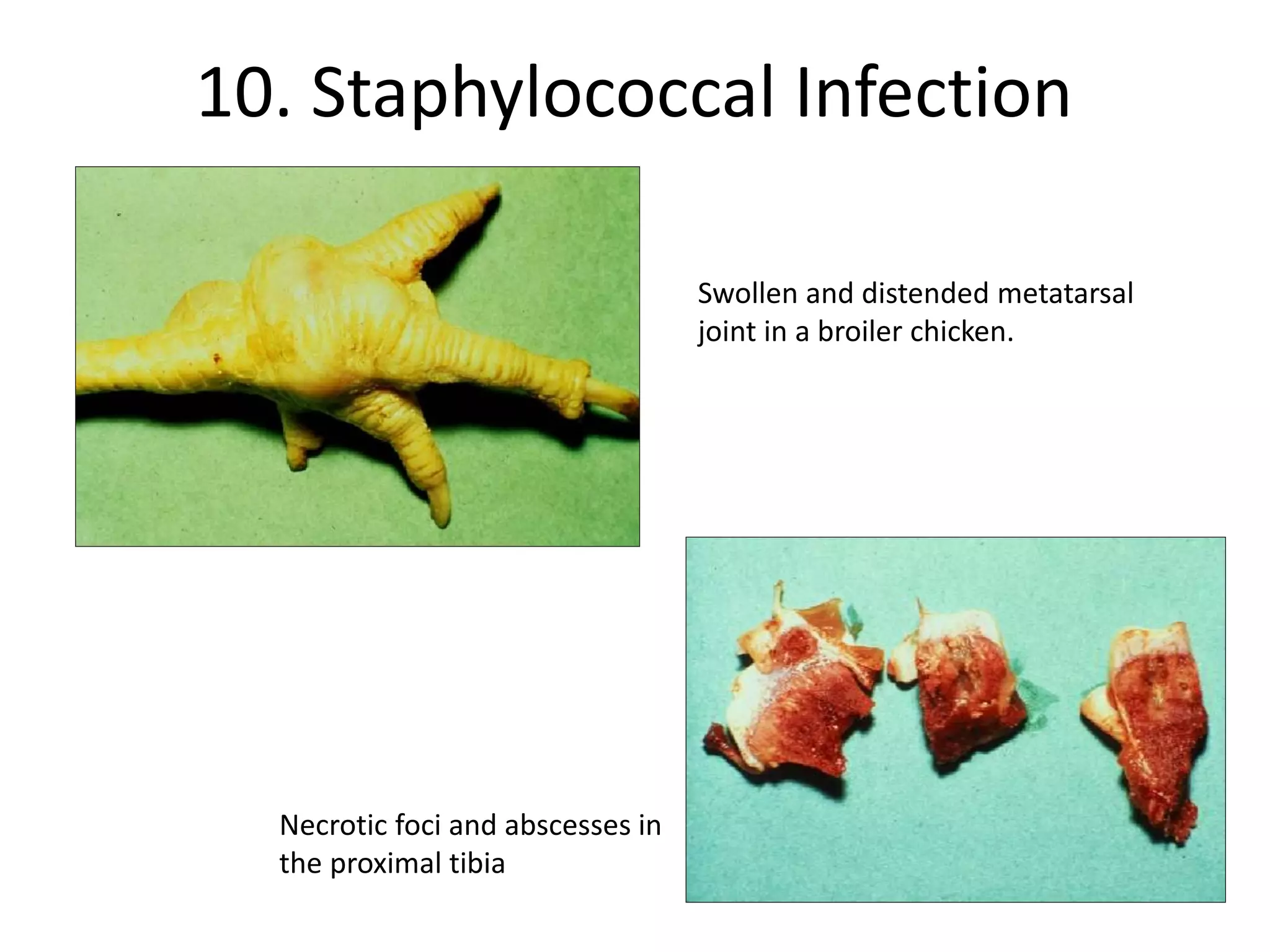 BroilerDiseases.pptx