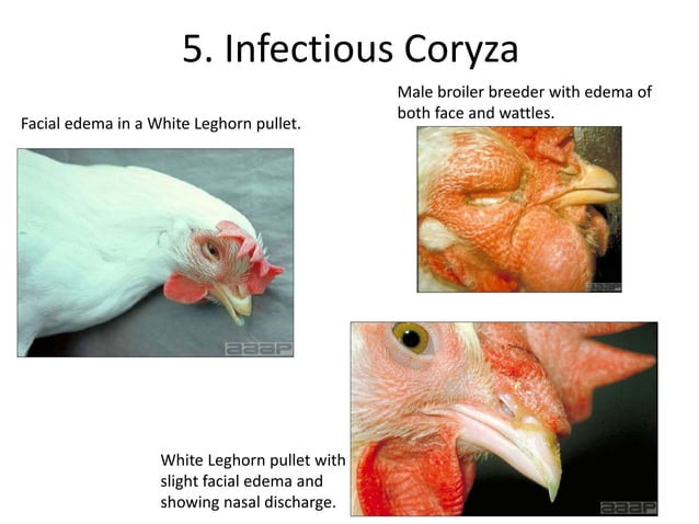 BroilerDiseases.pptx