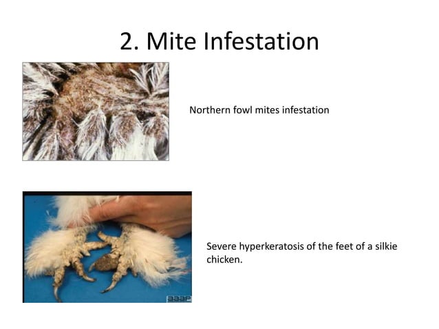 BroilerDiseases.pptx