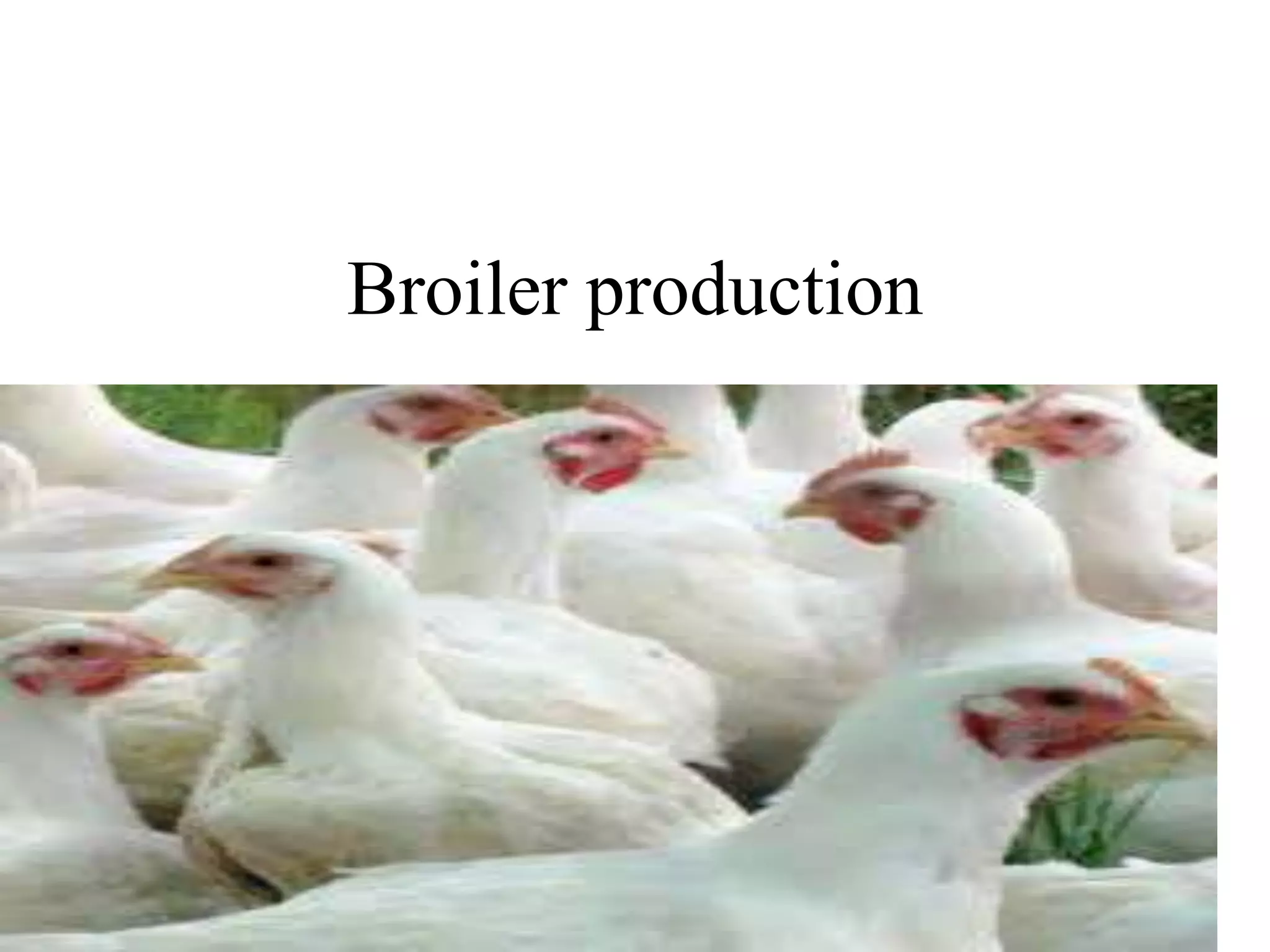 Broiler management | PPTX